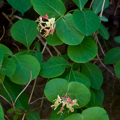Grape Honeysuckle (Lonicera Reticulata) Plant Care & How to Grow, Water