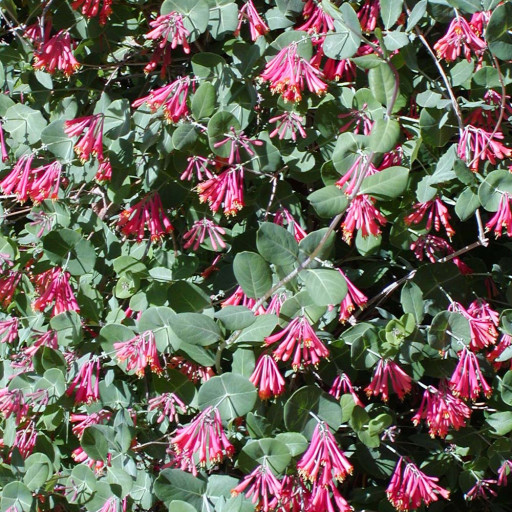 Trumpet Honeysuckle (Lonicera Sempervirens) Care Guide: Water, Soil ...