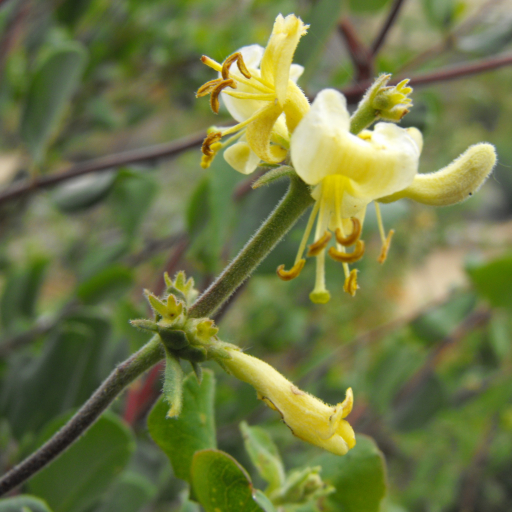 Southern Honeysuckle (Lonicera Subspicata) Plant Care & How to Grow, Water