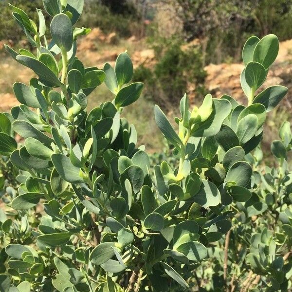Small-Leaved Fluff-Bush (Lopholaena Coriifolia) Plant Care & How to ...