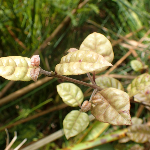 Rama Rama (Lophomyrtus Bullata) Plant Care & How to Grow, Water