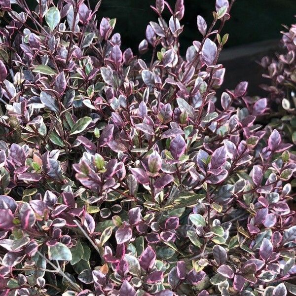 Ralph's Lophomyrtle (Lophomyrtus × Ralphii) Plant Care & How to Grow, Water
