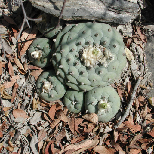 Peyote (Lophophora Diffusa) Plant Care & How to Grow, Water