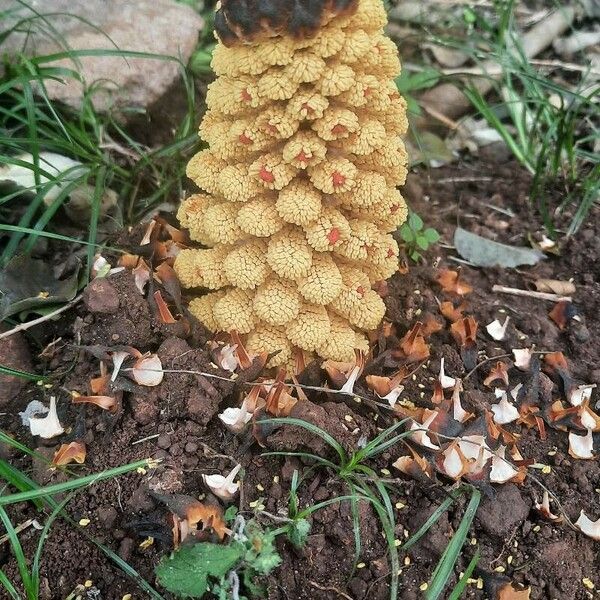 Lophophytum Pyramidale Plant Care & How to Grow, Water