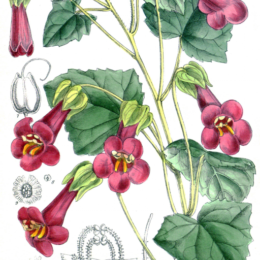 Lophospermum Purpusii Plant Care & How to Grow, Water