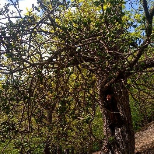 Yellow-Berried Mistletoe (Loranthus Europaeus) Plant Care & How to Grow ...