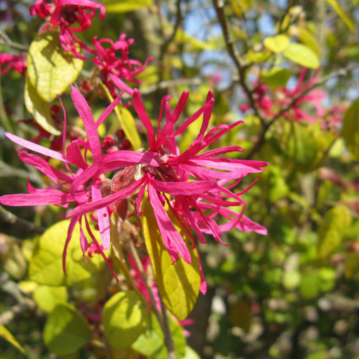 Chinese Fringe Flower Plant Care & How to Grow, Water