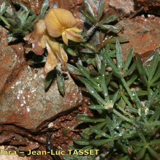 Lotononis Lupinifolia Plant Care & How to Grow, Water