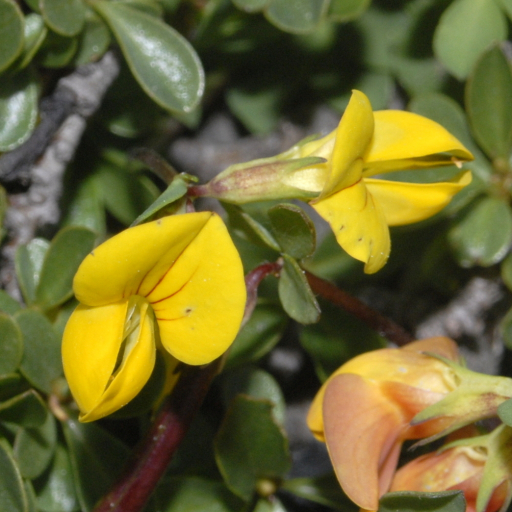 Alpine Bird's-Foot Trefoil (Lotus Alpinus) Plant Care & How to Grow, Water