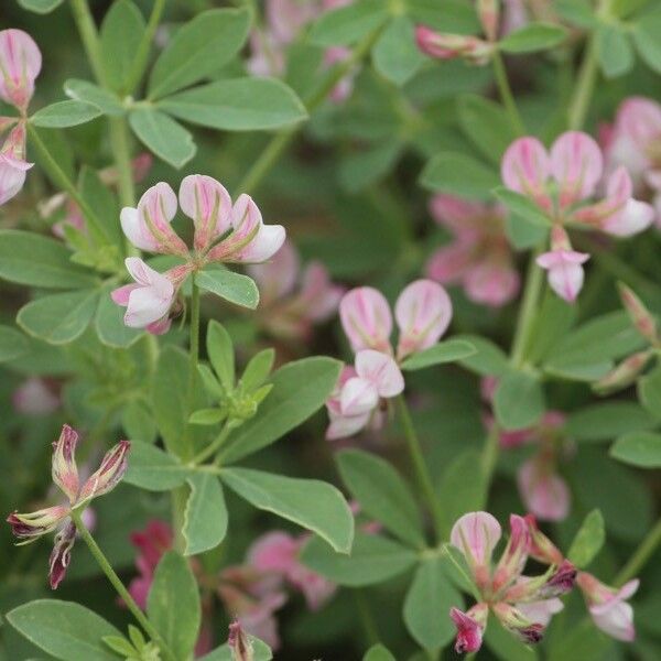 Lotus Arabicus Plant Care & How to Grow, Water