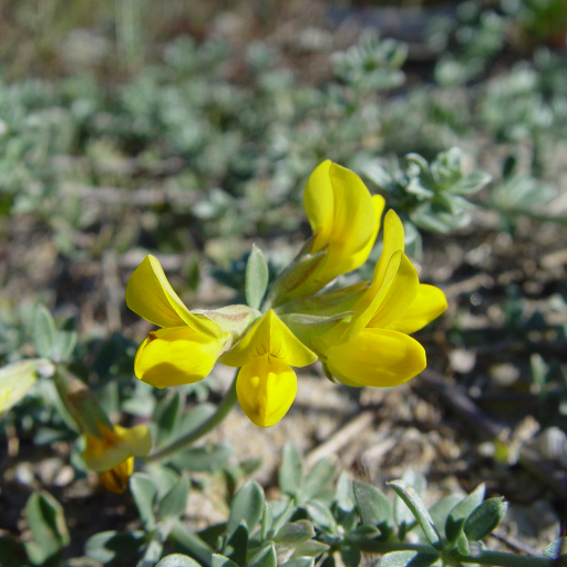 Cretan Bird's-foot Trefoil (Lotus Creticus) Plant Care & How to Grow, Water