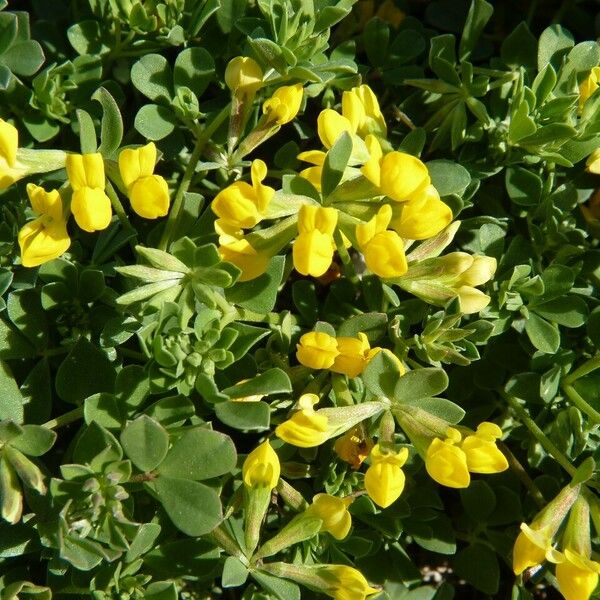 Tipu Tree (Tipuana Tipu) Plant Care & How to Grow, Water