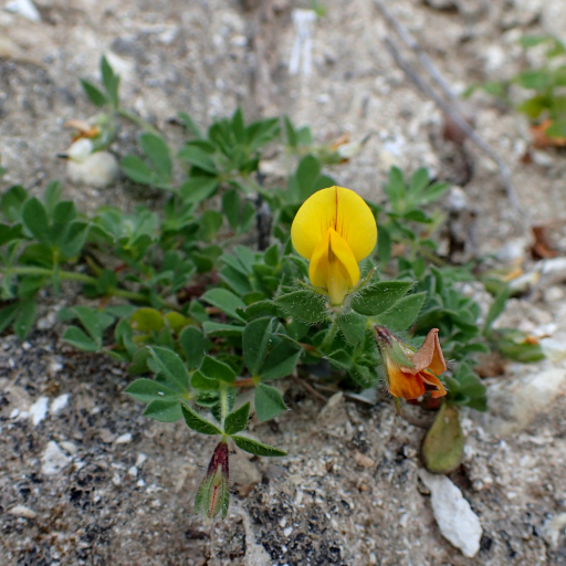 Edible Bird's-Foot-Trefoil (Lotus Edulis) Plant Care & How to Grow, Water