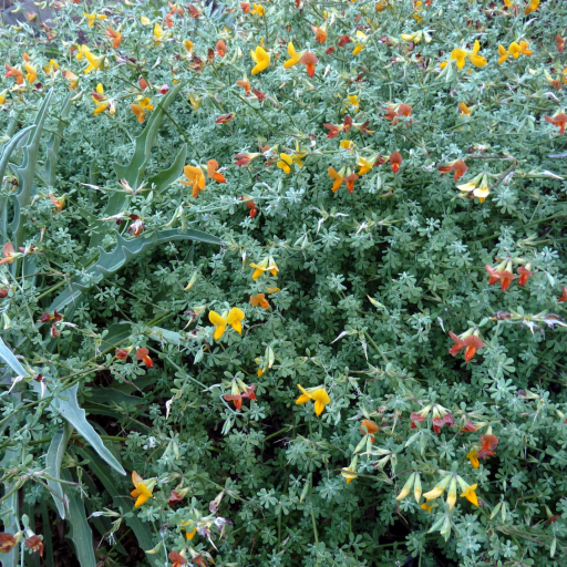 Lotus Glaucus Plant Care & How to Grow, Water