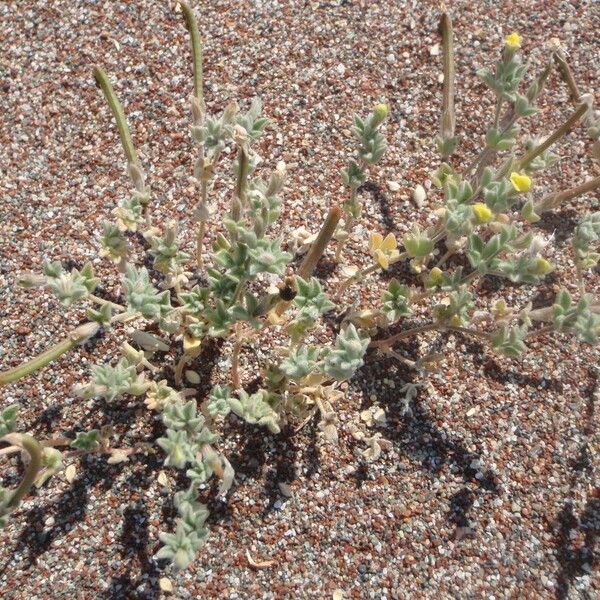 Petty Bird's-Foot-Trefoil (Lotus Halophilus) Plant Care & How to Grow ...