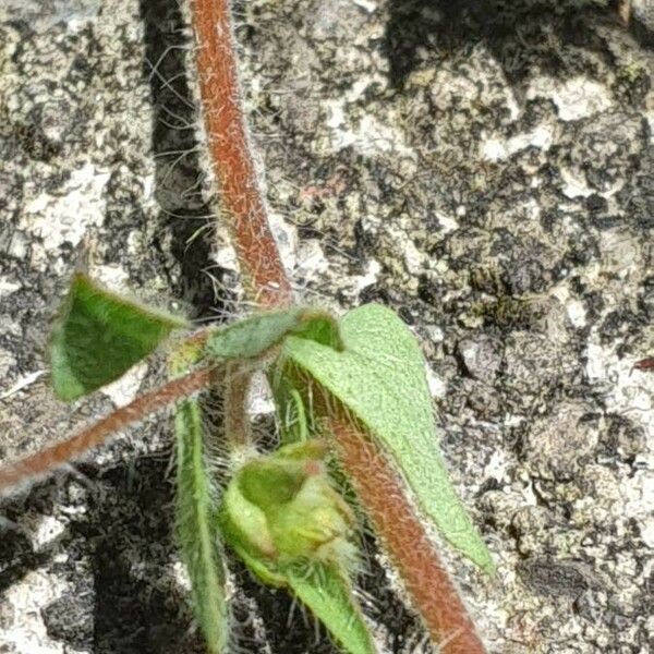 Hairy Bird's-foot-trefoil (Lotus Hispidus) Plant Care & How to Grow, Water