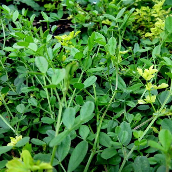 Lotus Japonicus Plant Care & How to Grow, Water