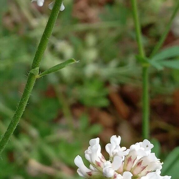 Erect Canary Clover (Lotus Rectus) Plant Care & How to Grow, Water