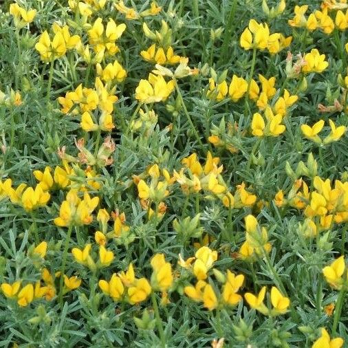 Poor-Man's Weed (Lotus Spartioides) Plant Care & How to Grow, Water