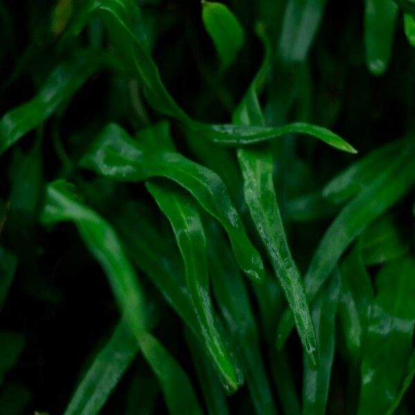 Willow-Leaf Lance Fern (Loxogramme Salicifolia) Plant Care & How to ...