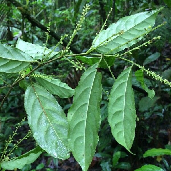 Lozania Pittieri Plant Care & How to Grow, Water