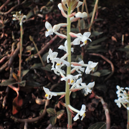Jewel Orchid (Ludisia Discolor) Plant Care & How to Grow, Water