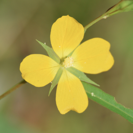 Winged Water-Primrose (Ludwigia Decurrens) Plant Care & How to Grow, Water