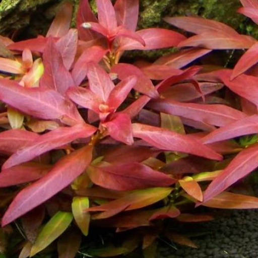 Cylindric-Fruit Primrose-Willow (Ludwigia Glandulosa) Plant Care & How ...