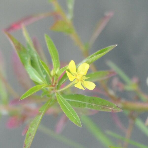 Anglestem Primrose-Willow (Ludwigia Leptocarpa) Plant Care & How to ...
