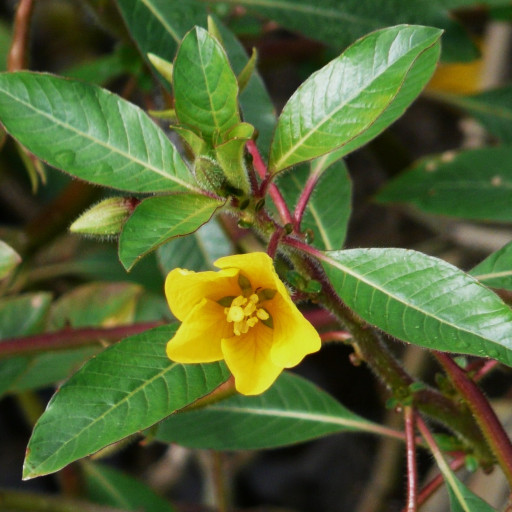Floating Primrose Willow (Ludwigia Peploides) Plant Care & How to Grow ...