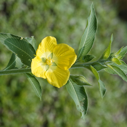 Peruvian Primrose-willow (Ludwigia Peruviana) Plant Care & How to Grow ...