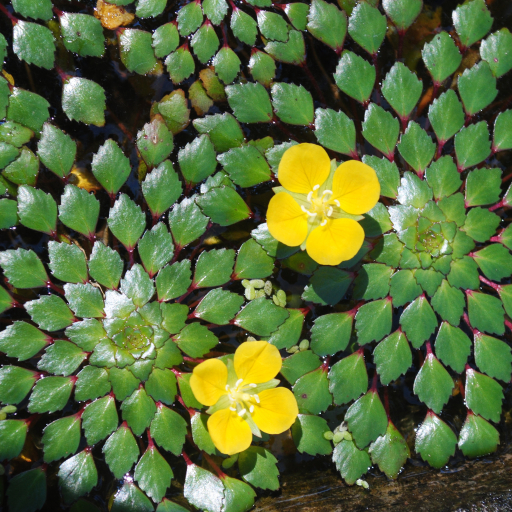 Mosaic (Ludwigia Sedoides) Plant Care & How to Grow, Water