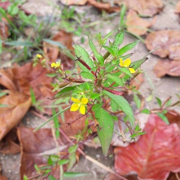 Shrubby Primrose-Willow (Ludwigia Suffruticosa) Plant Care & How to ...
