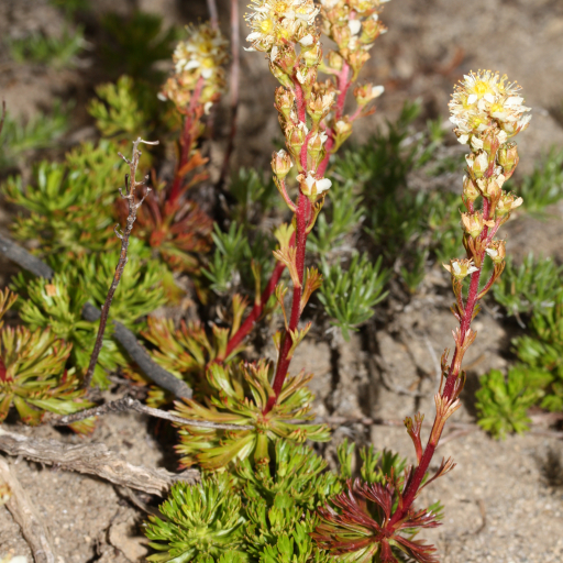 Partridgefoot (Luetkea Pectinata) Plant Care & How to Grow, Water