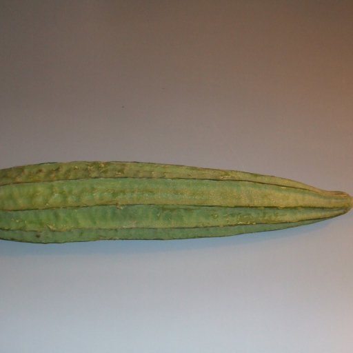 Angled Luffa (Luffa Acutangula) Plant Care & How to Grow, Water