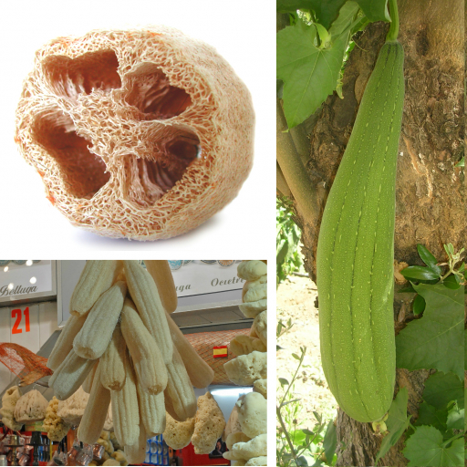 Dishrag Gourd (Luffa Aegyptiaca) Plant Care & How to Grow, Water