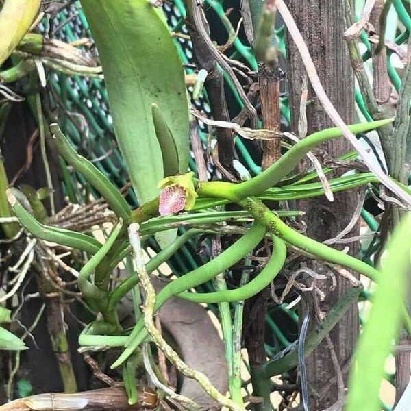 Luisia Thailandica Plant Care & How to Grow, Water