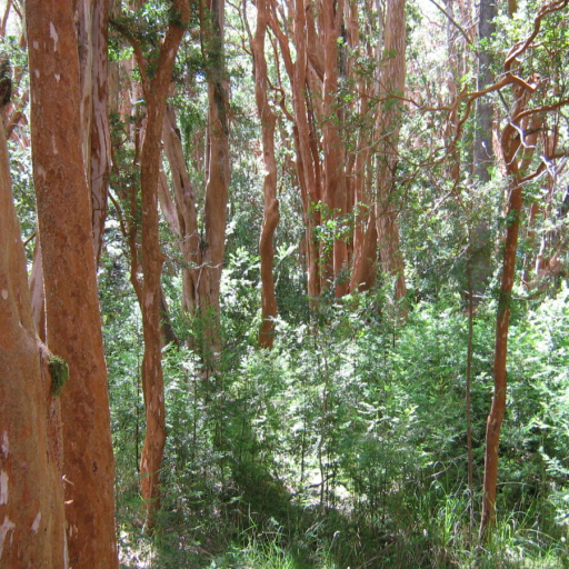 Chilean Myrtle (Luma Apiculata) Plant Care & How to Grow, Water