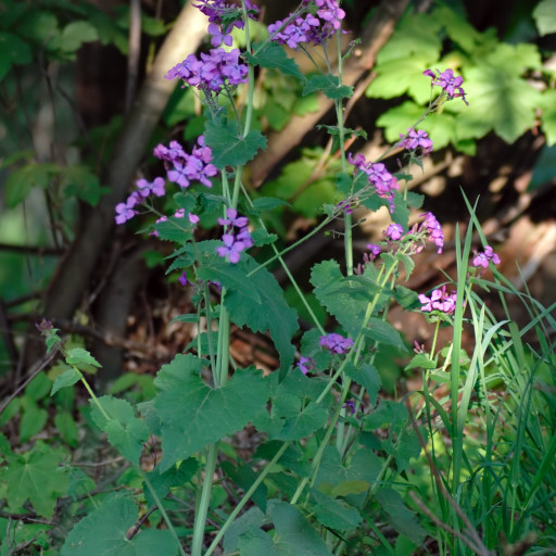 Honesty (Lunaria Annua) Plant Care & How to Grow, Water
