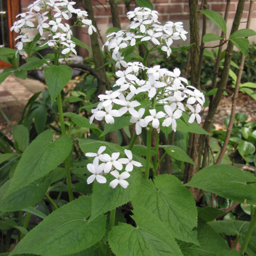 Perennial Honesty (Lunaria Rediviva) Plant Care & How to Grow, Water