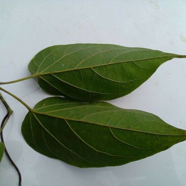 Lundia Puberula Plant Care & How to Grow, Water