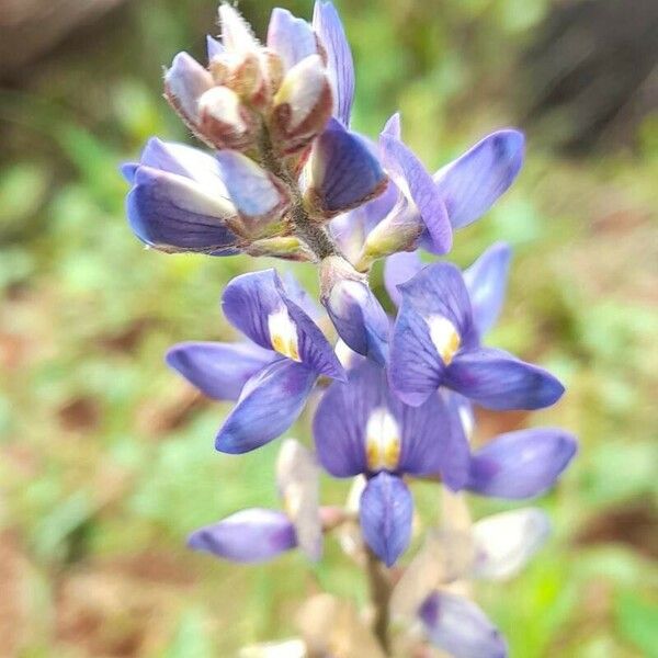 Lupinus Albescens Care Guide: Water, Soil & Propagation - Plantiary