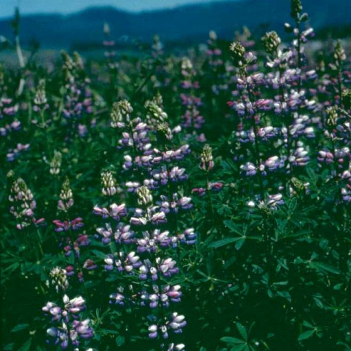 Sickle-keel Lupine (Lupinus Albicaulis) Plant Care & How to Grow, Water