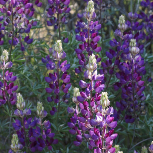 Silver Lupine (Lupinus Albifrons) Care Guide: Water, Soil & Propagation ...