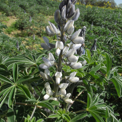 White Lupine (Lupinus Albus) Care Guide: Water, Soil & Propagation ...