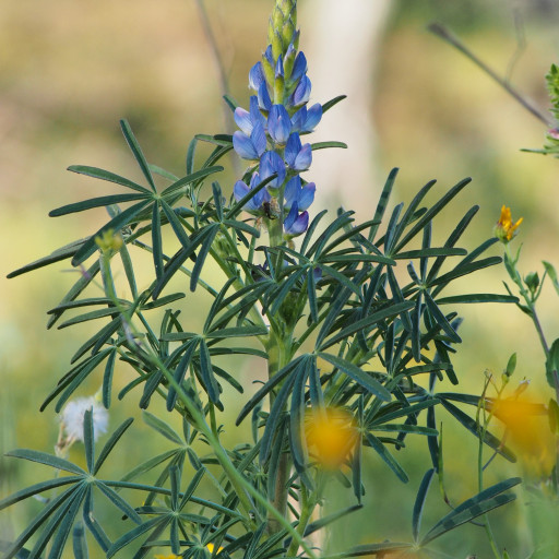Narrow-Leaved Lupin (Lupinus Angustifolius) Care Guide: Water, Soil ...