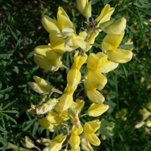 Yellow Bush Lupine (Lupinus Arboreus) Plant Care & How to Grow, Water