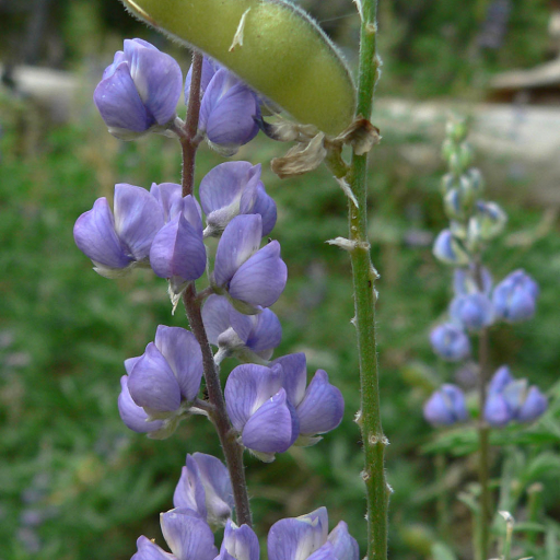 Silvery Lupine (Lupinus Argenteus) Plant Care & How to Grow, Water