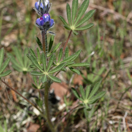 Miniature Lupine (Lupinus Bicolor) Care Guide: Water, Soil ...