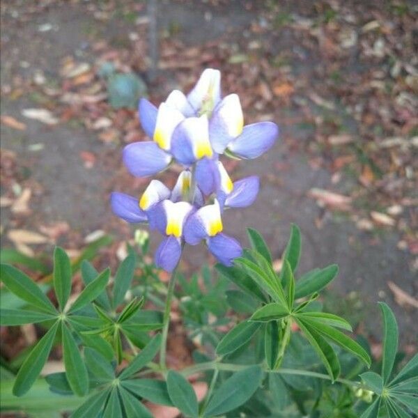 Lupinus Bogotensis Care Guide: Water, Soil & Propagation - Plantiary
